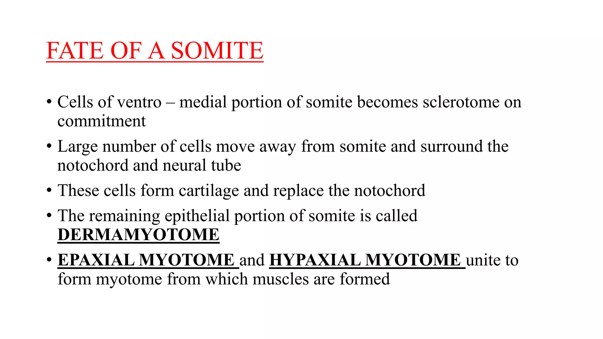 Heart formation and somite formation | PPTX