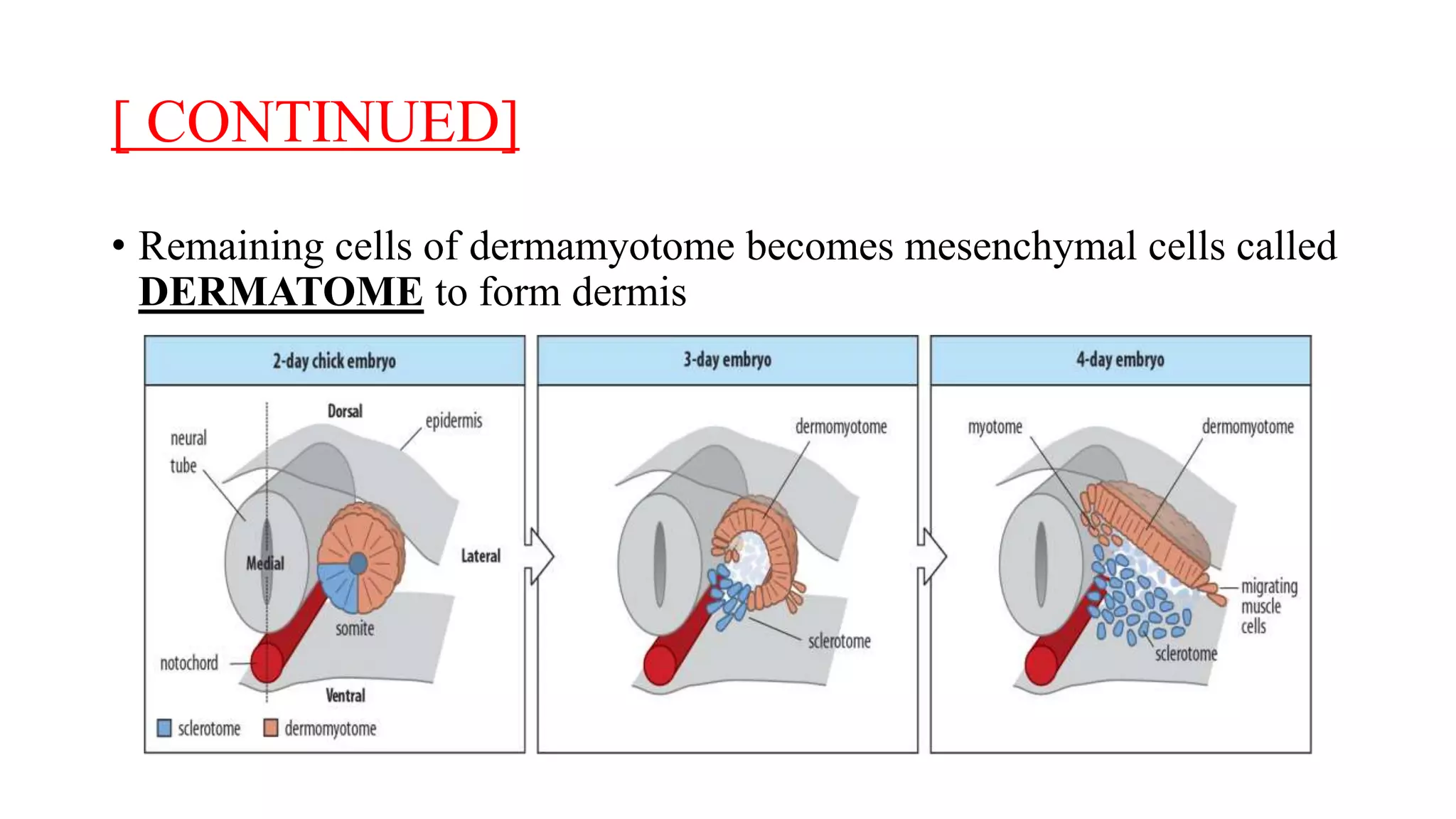 Heart formation and somite formation | PPTX