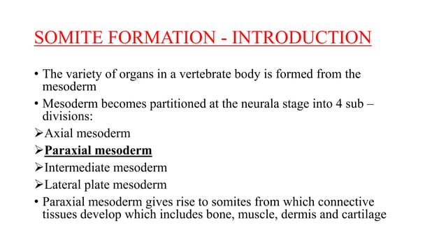 Heart formation and somite formation | PPTX