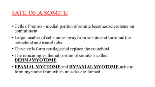 Heart formation and somite formation | PPTX