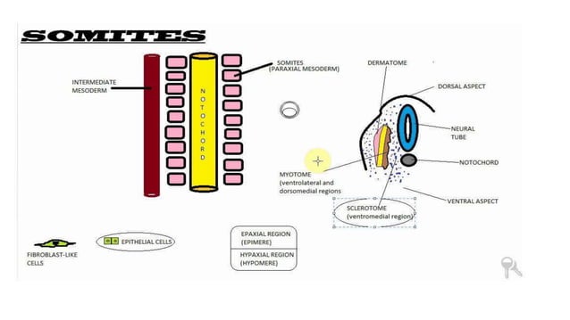 Heart formation and somite formation | PPTX
