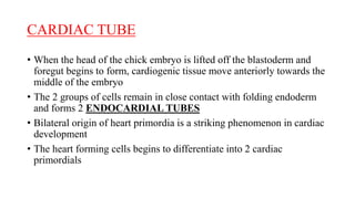 Heart formation and somite formation | PPTX