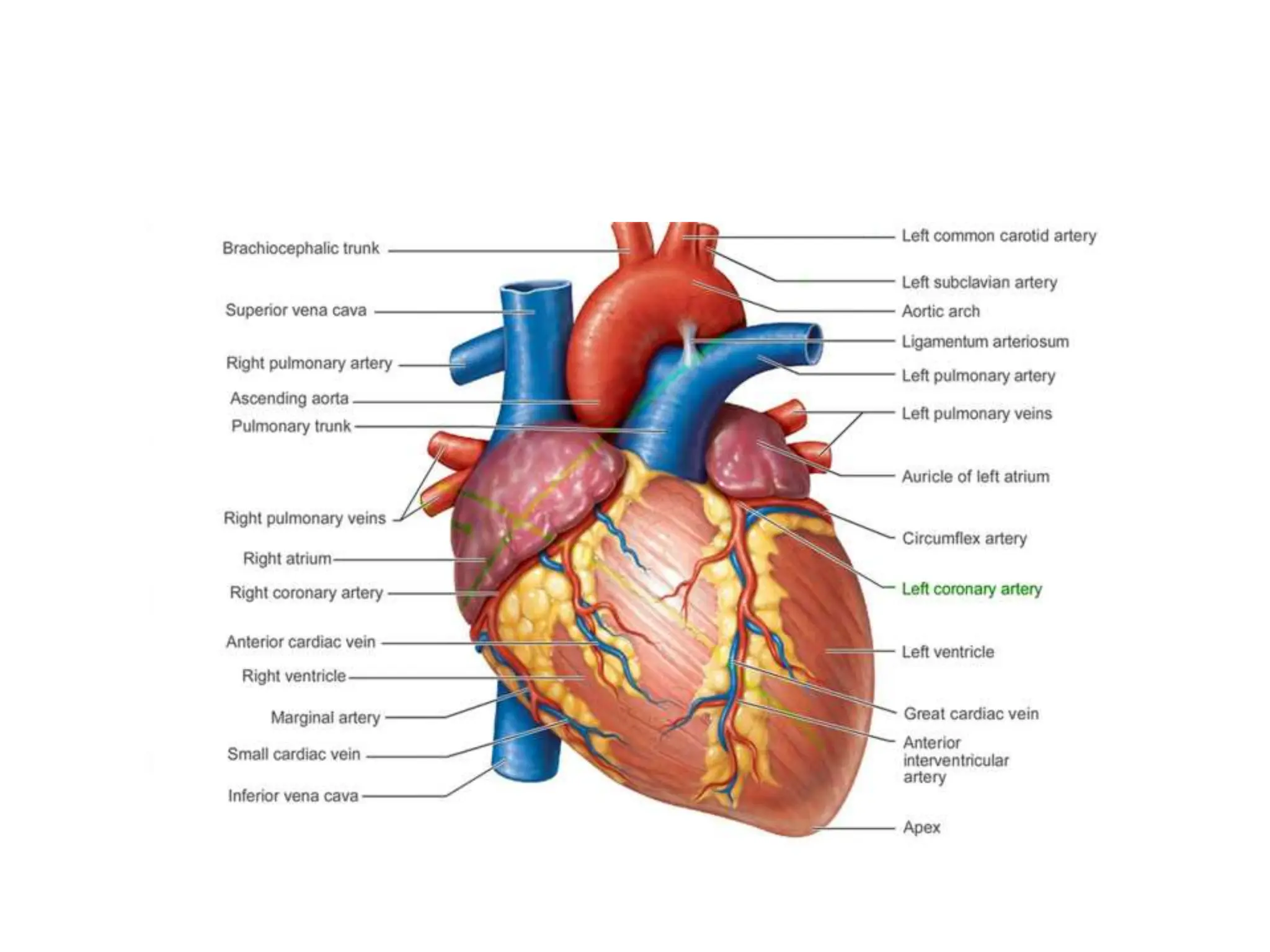 heart intro.pptx full introduction about the heart | PPT