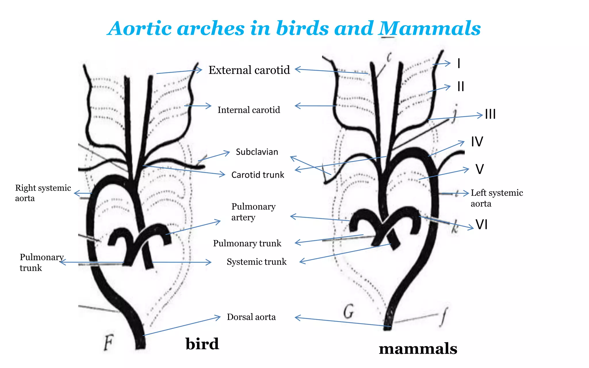 Heart in vertebrates | PDF