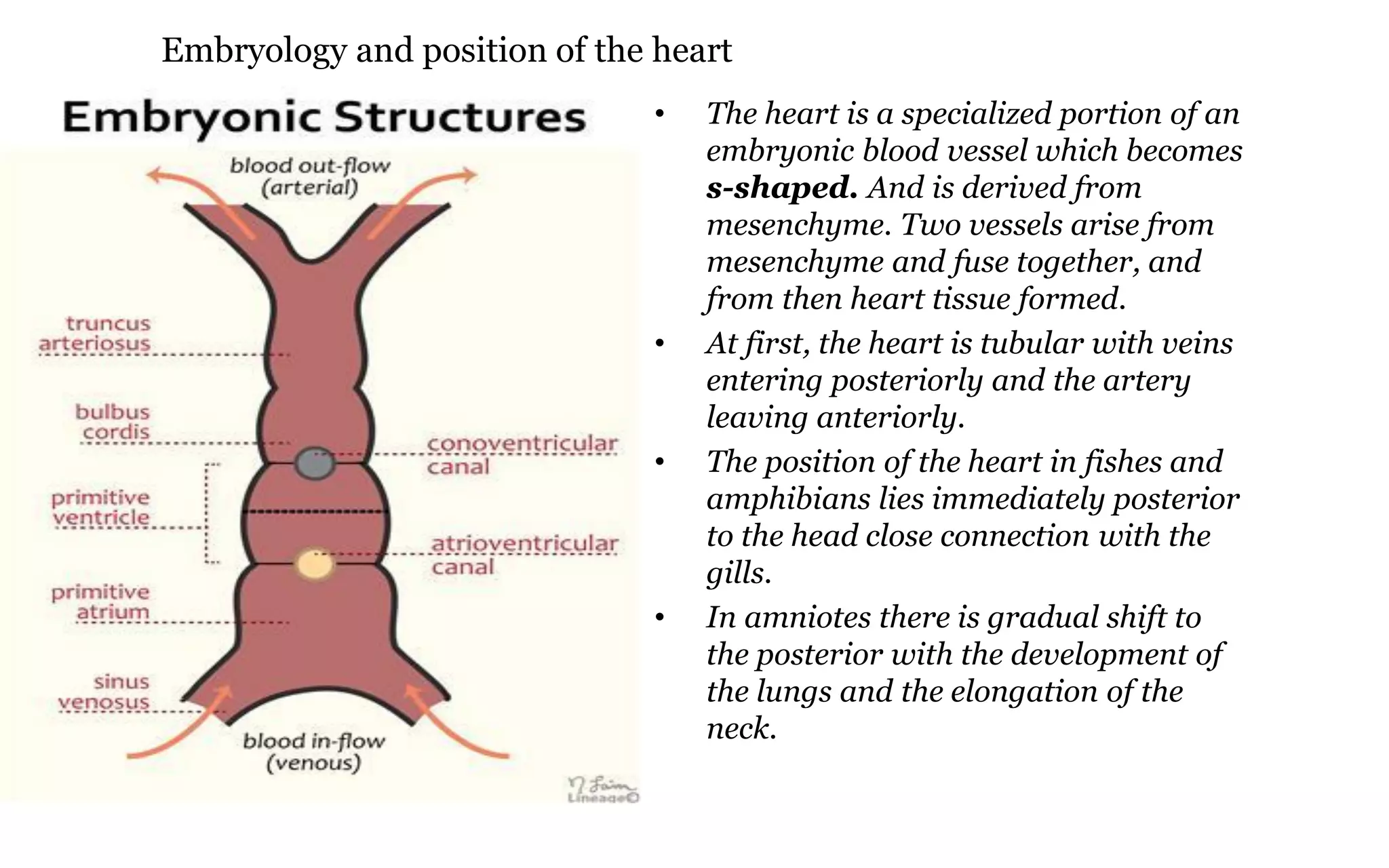 Heart in vertebrates | PDF