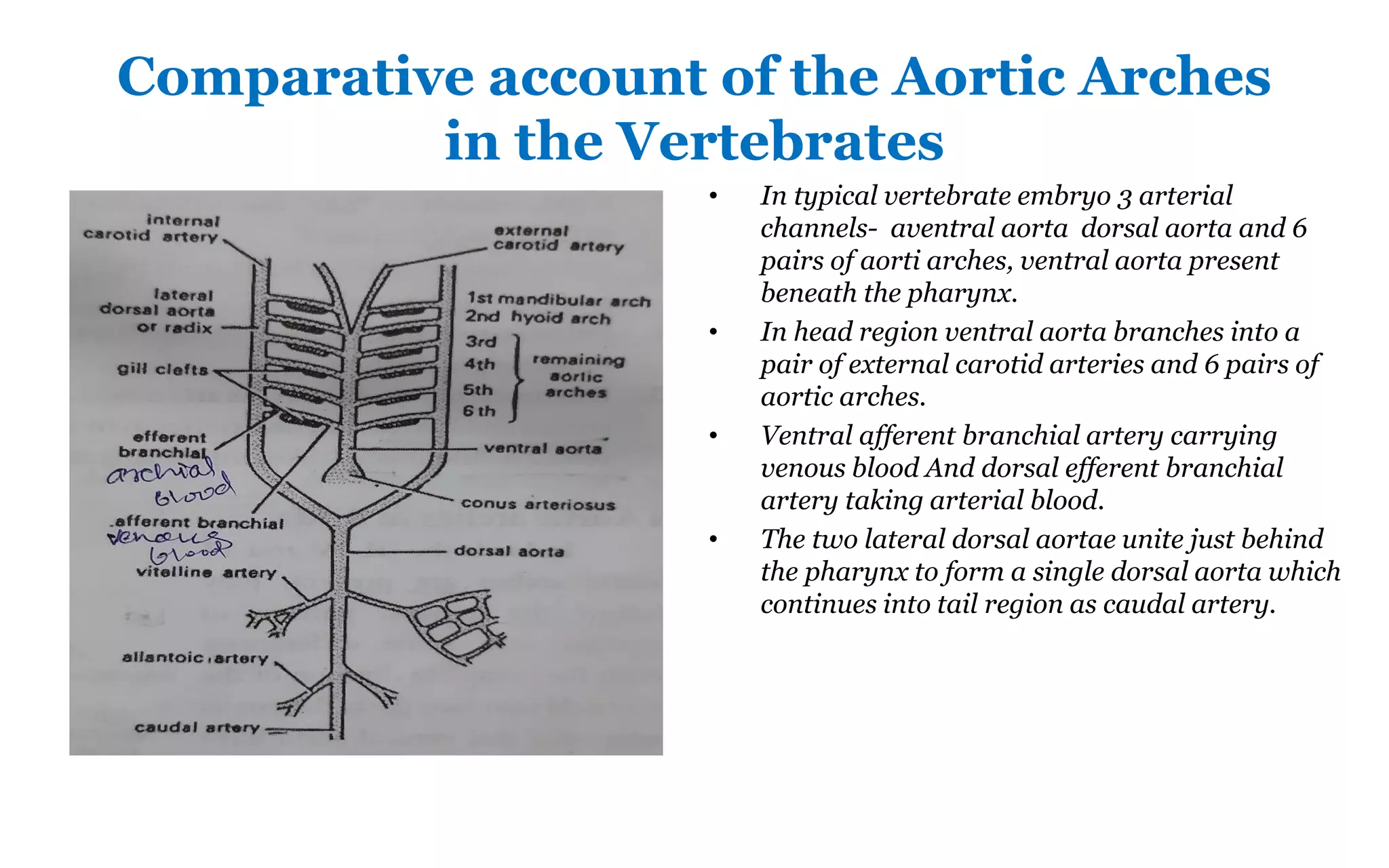 Heart in vertebrates | PDF