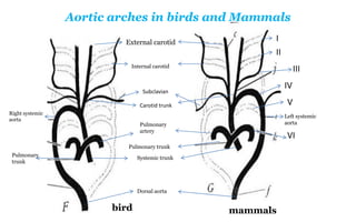 Heart in vertebrates | PDF