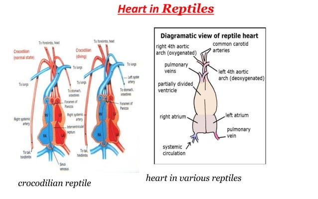 Heart in vertebrates | PDF