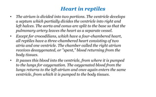 Heart in vertebrates | PDF
