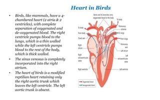 Heart in vertebrates | PDF
