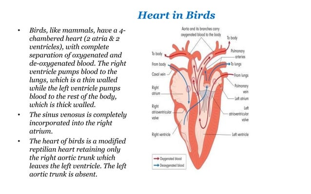 Heart in vertebrates | PDF