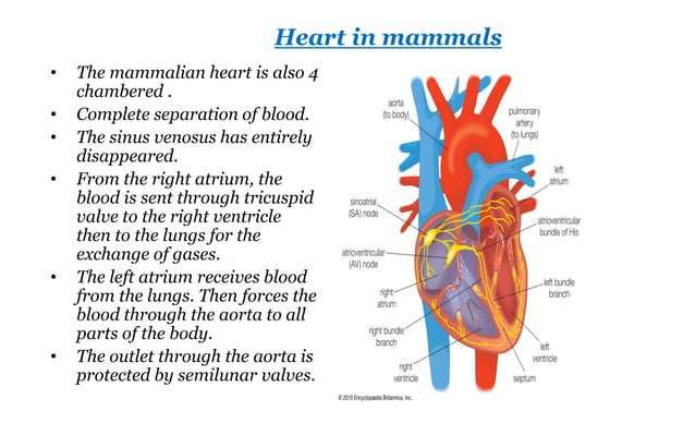 Heart in vertebrates | PDF