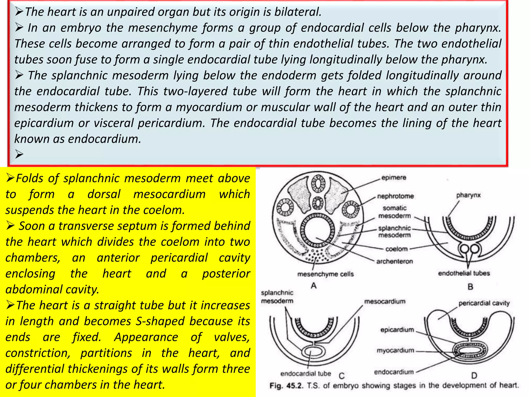 Heart in vetrebrates | PPTX | Heart and Cardiovascular Diseases ...