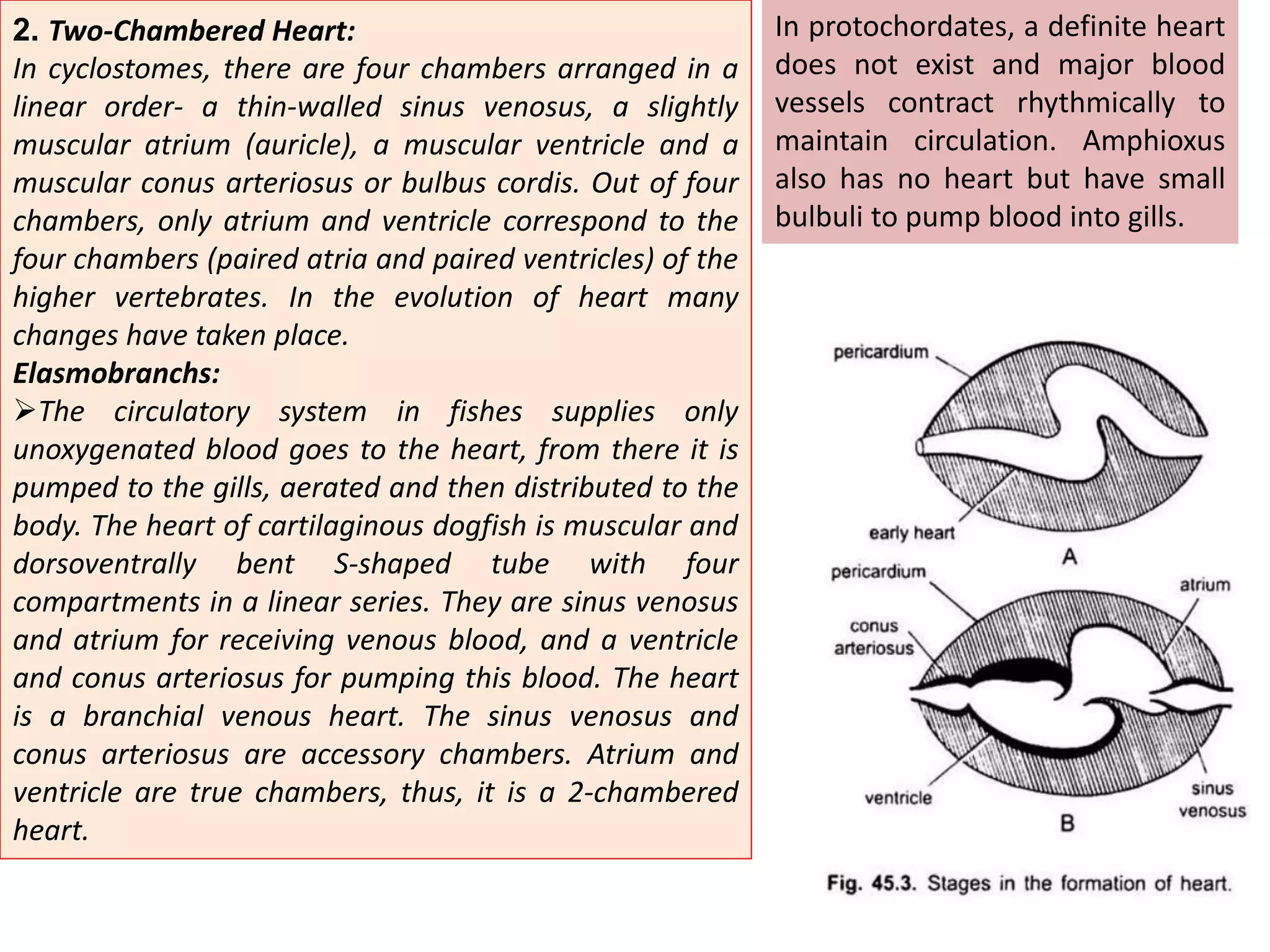 Heart in vetrebrates | PPTX