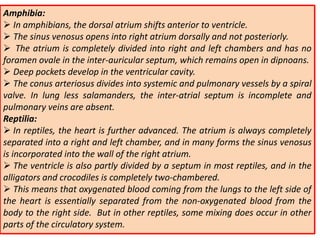 Heart in vetrebrates | PPTX | Heart and Cardiovascular Diseases ...