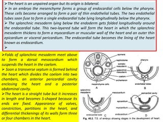 Heart in vetrebrates | PPTX
