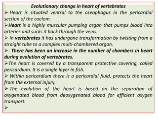 Heart in vetrebrates | PPTX