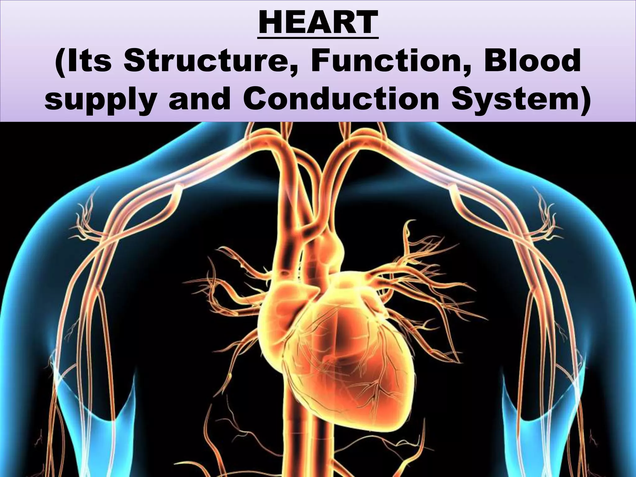 Heart (Its Structure & Function).pptx