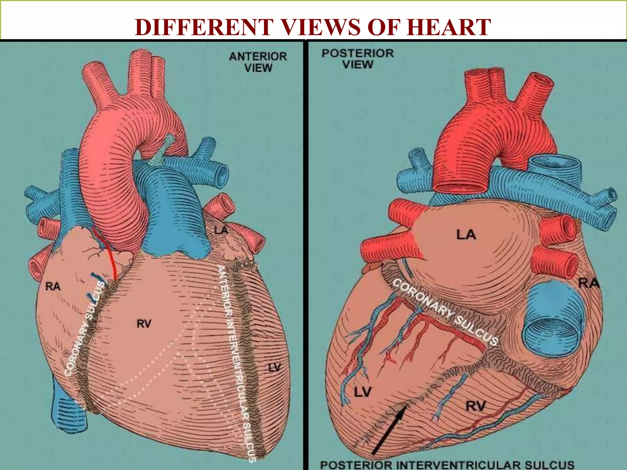 Heart (Its Structure & Function).pptx