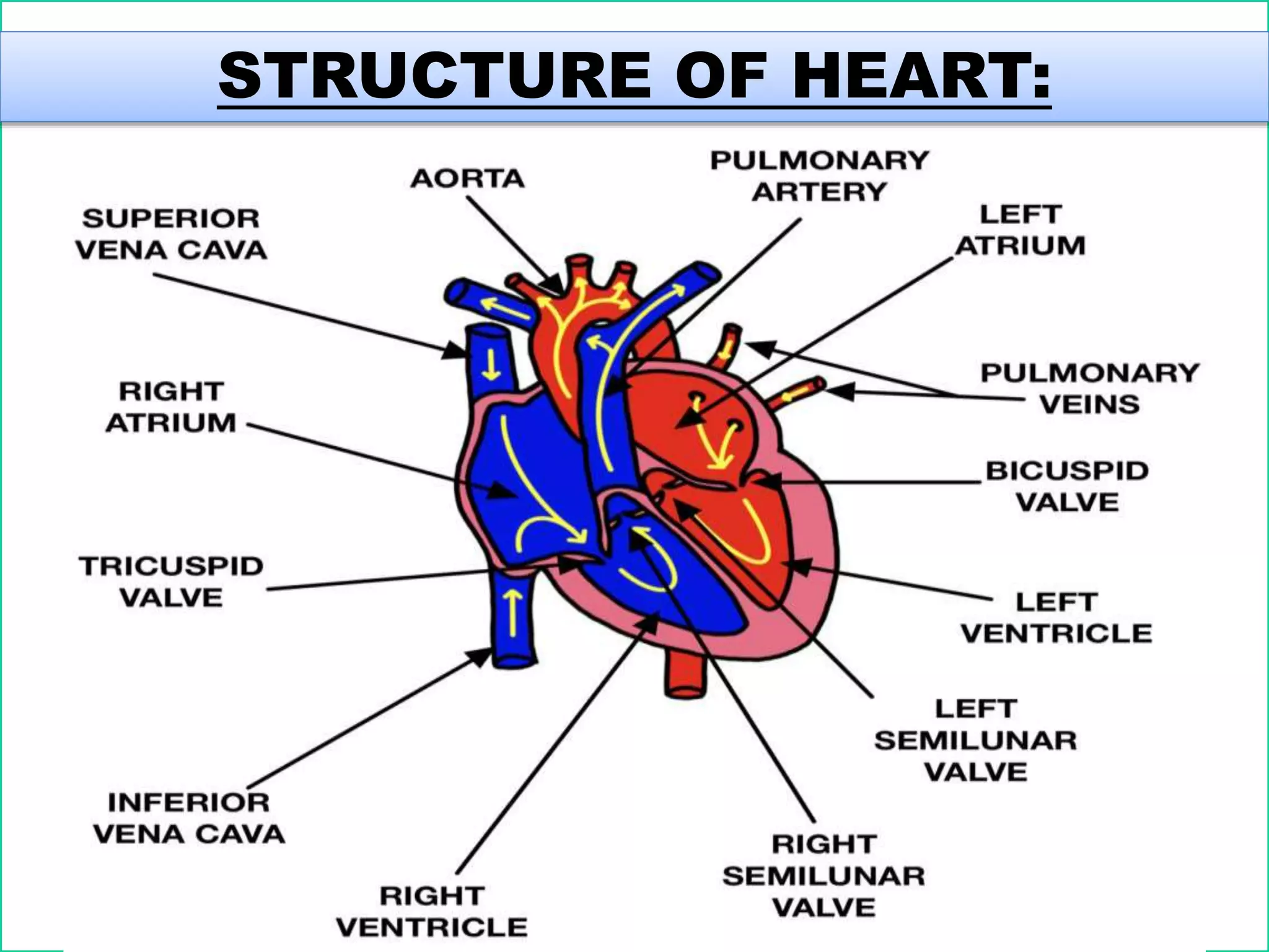 Heart (Its Structure & Function).pptx