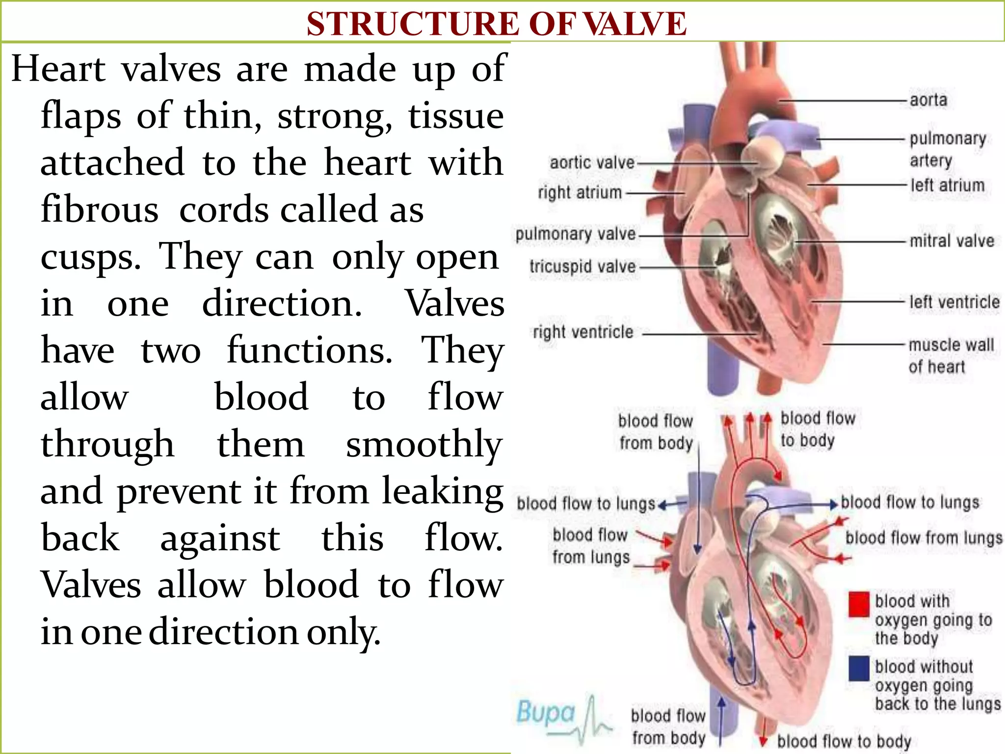 Heart (Its Structure & Function).pptx