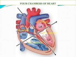 Heart (Its Structure & Function).pptx