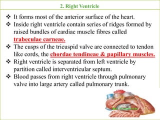 Heart (Its Structure & Function).pptx