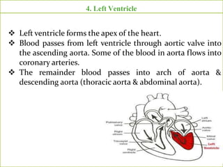 Heart (Its Structure & Function).pptx