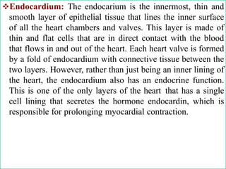Heart (Its Structure & Function).pptx