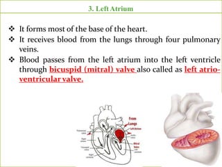 Left And Right Atrium Function