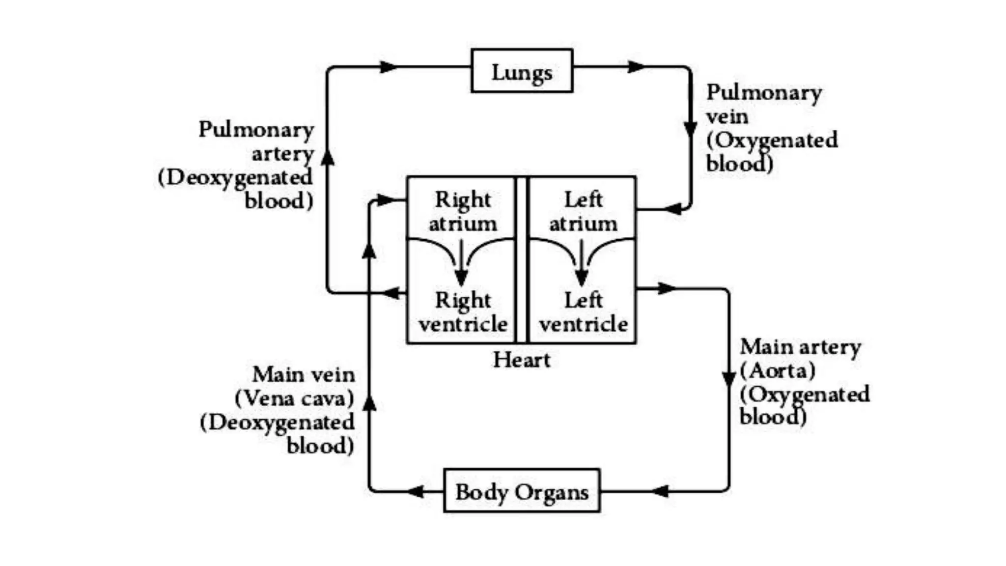 Heart Lung Machine.pptx