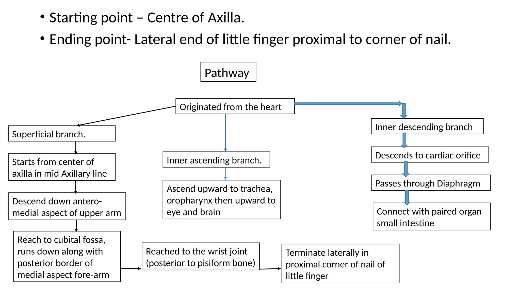Heart meridian acupuncture detailed.pptx