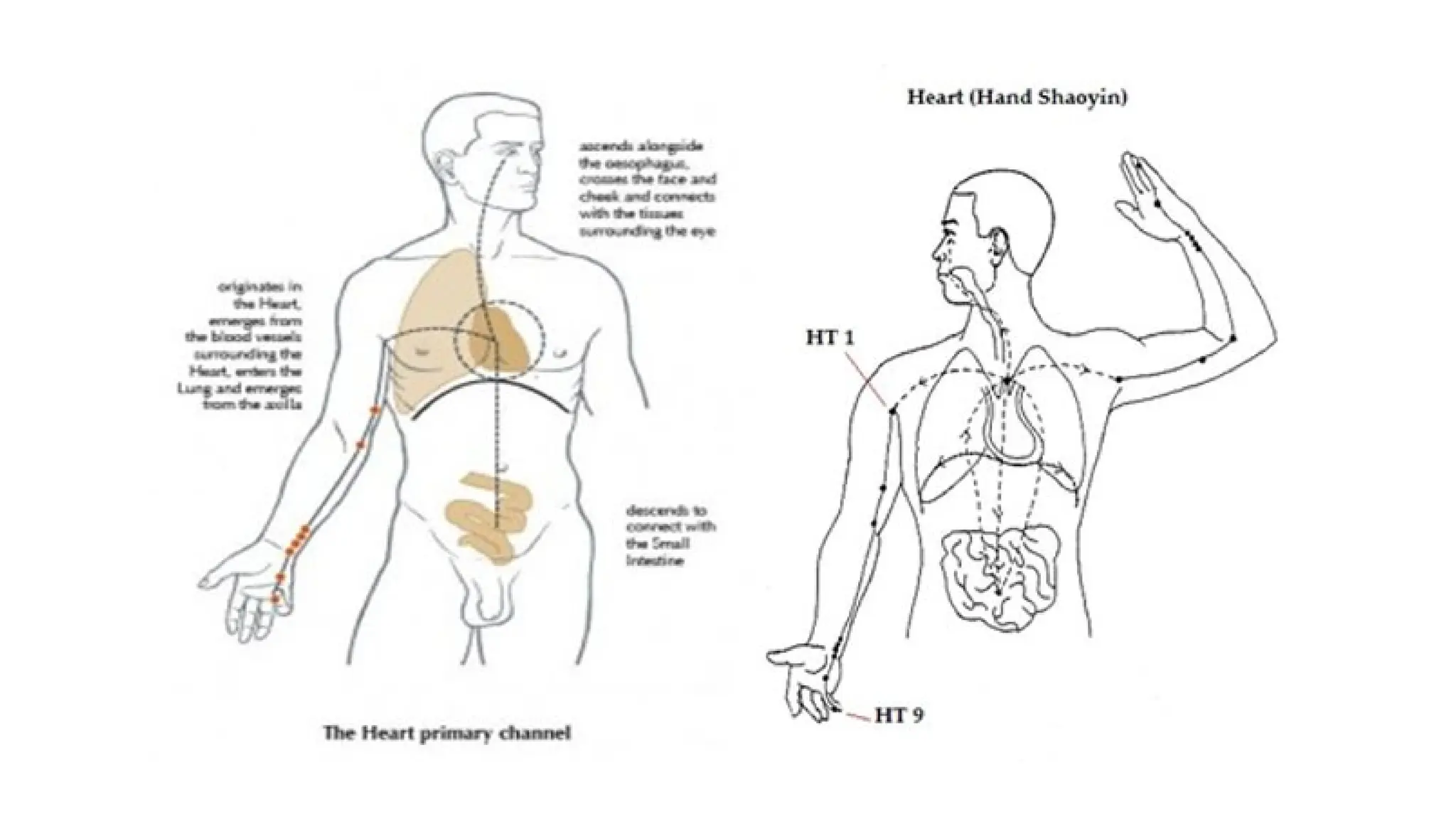 Heart meridian acupuncture detailed.pptx