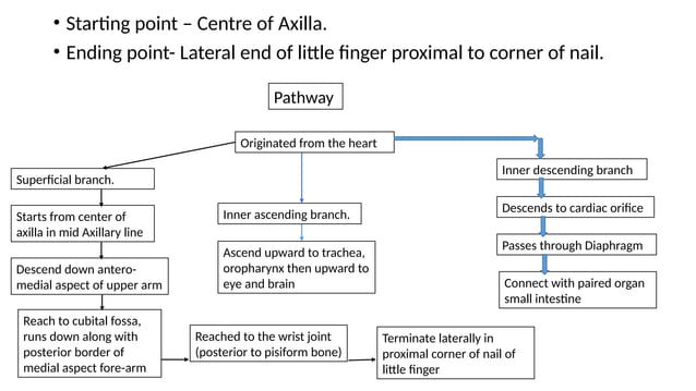 Heart meridian acupuncture detailed.pptx