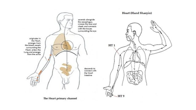 Heart meridian acupuncture detailed.pptx