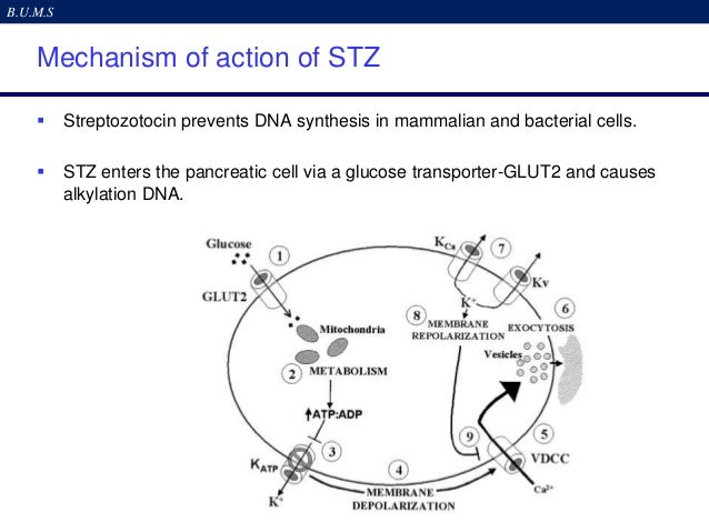 Heart models and diabetes