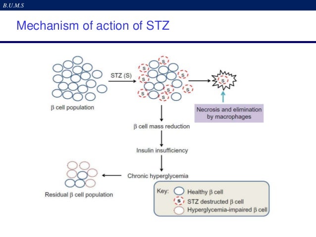 Heart models and diabetes