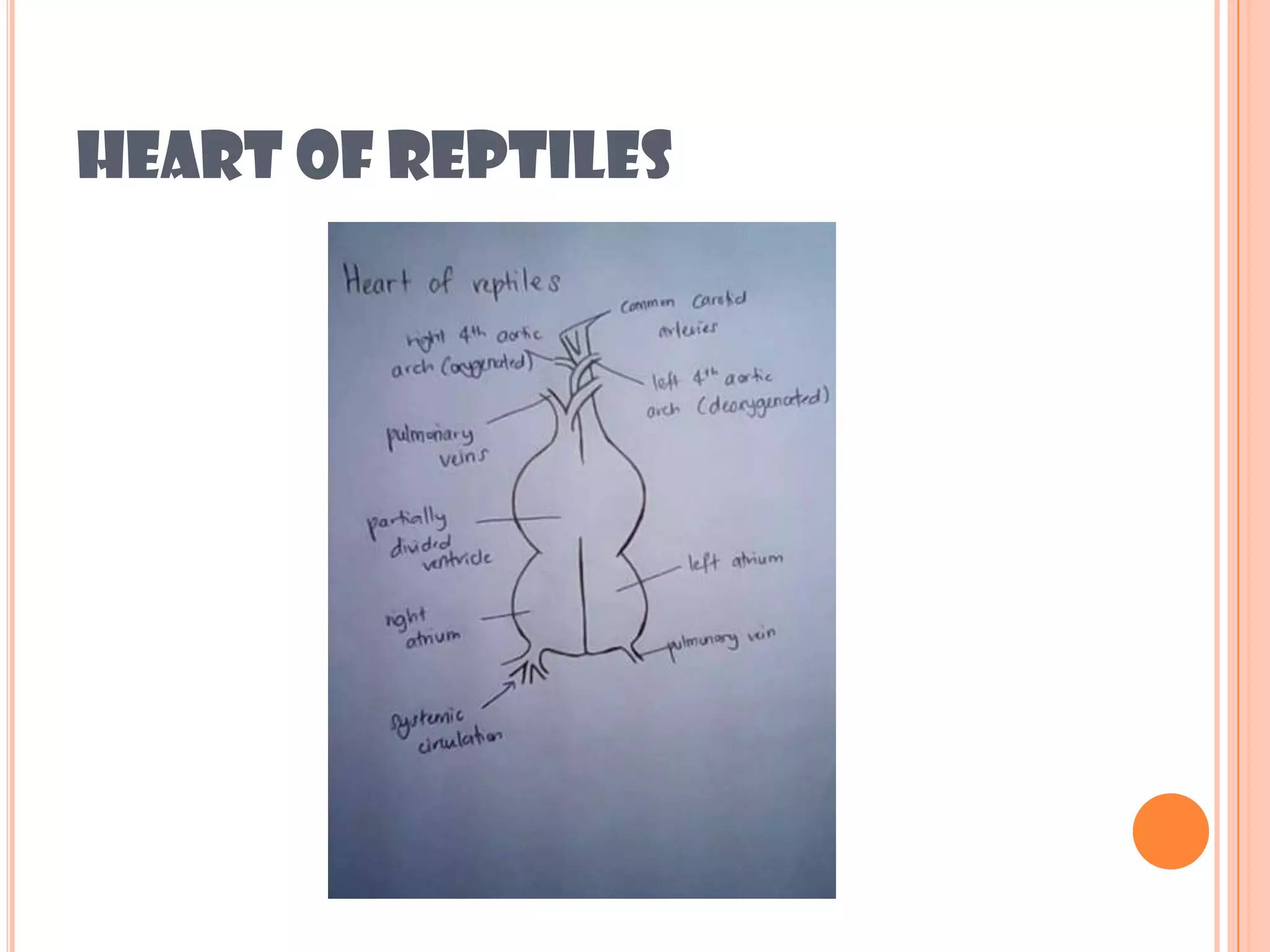 Heart of fish,reptiles and human | PPTX