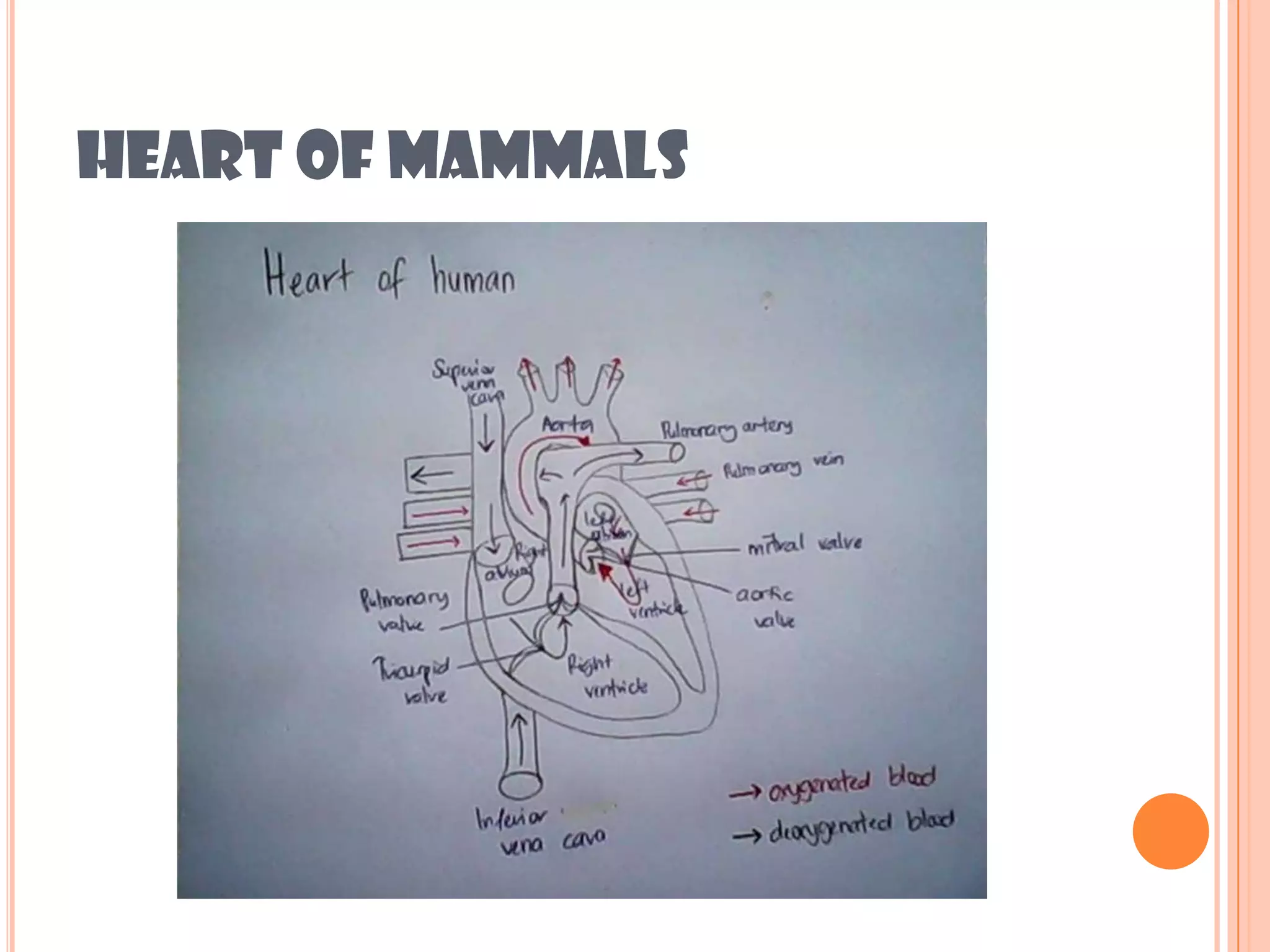 Heart of fish,reptiles and human | PPTX