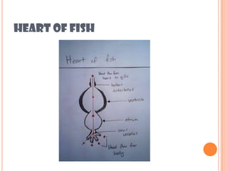 Heart of fish,reptiles and human | PPTX