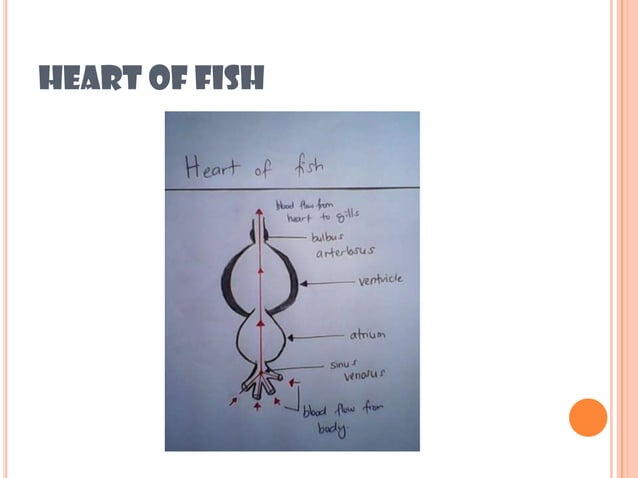 Heart of fish,reptiles and human | PPTX | Heart and Cardiovascular ...