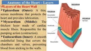 Cardiovascular System or The Details of Heart.pptx