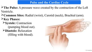 Conduction System of the Heart, The Cardiac Cycle, The Cardiac Output ...