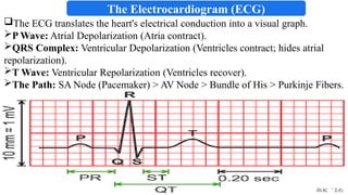 Conduction System of the Heart, The Cardiac Cycle, The Cardiac Output ...