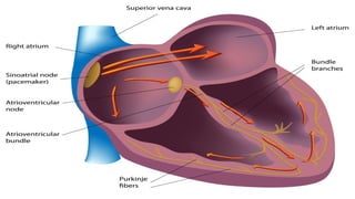 Conduction System of the Heart, The Cardiac Cycle, The Cardiac Output ...
