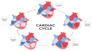 Conduction System of the Heart, The Cardiac Cycle, The Cardiac Output ...