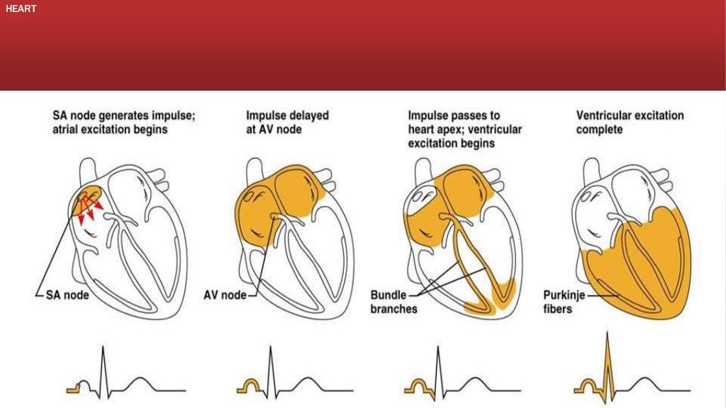 Heart- Physiology and Electrophysiology