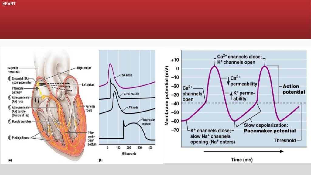 Heart- Physiology and Electrophysiology