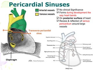 HEART PERICARDIUM Part 1 (Flashcards) By Dr. Rabia Inam Gandapore.pptx