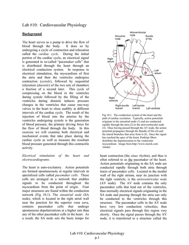 Heart physiology, blood physiology | PDF